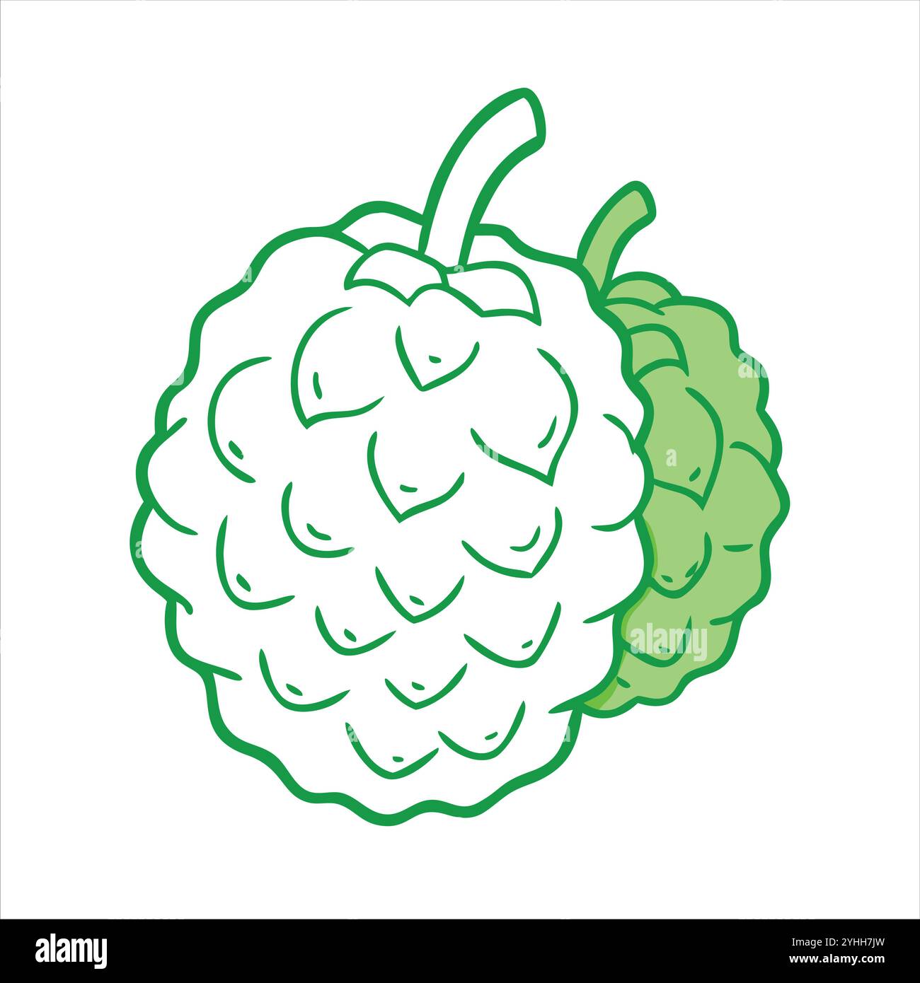 simple vector illustration of a custard apple, in a simple and clean ...