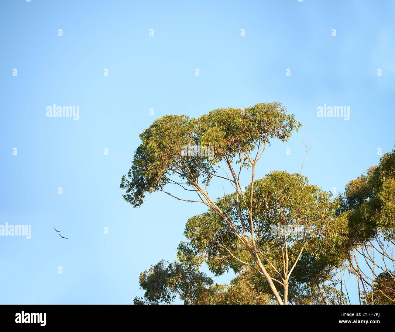 Outdoor, nature and trees by blue sky, location and peace in ...