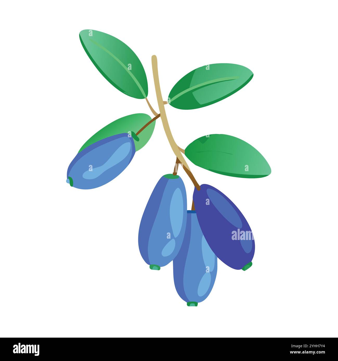 simple vector illustration of a fruit blue honeysuckle, in a simple and ...