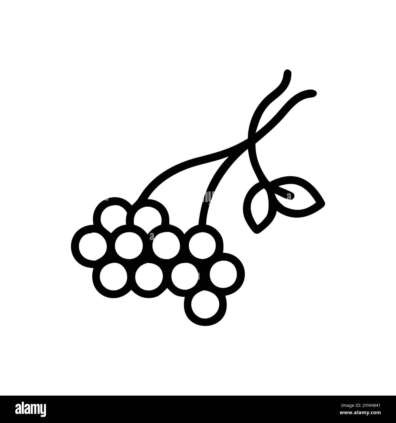 simple vector illustration of a elderberry, in a simple and clean style ...