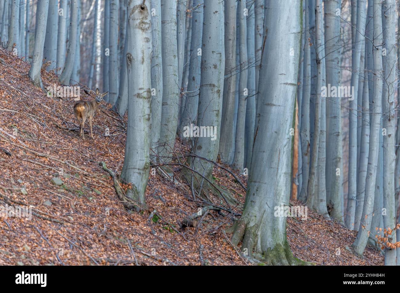 Roe deer in a winter beech forest with smooth gray tree trunks in the ...