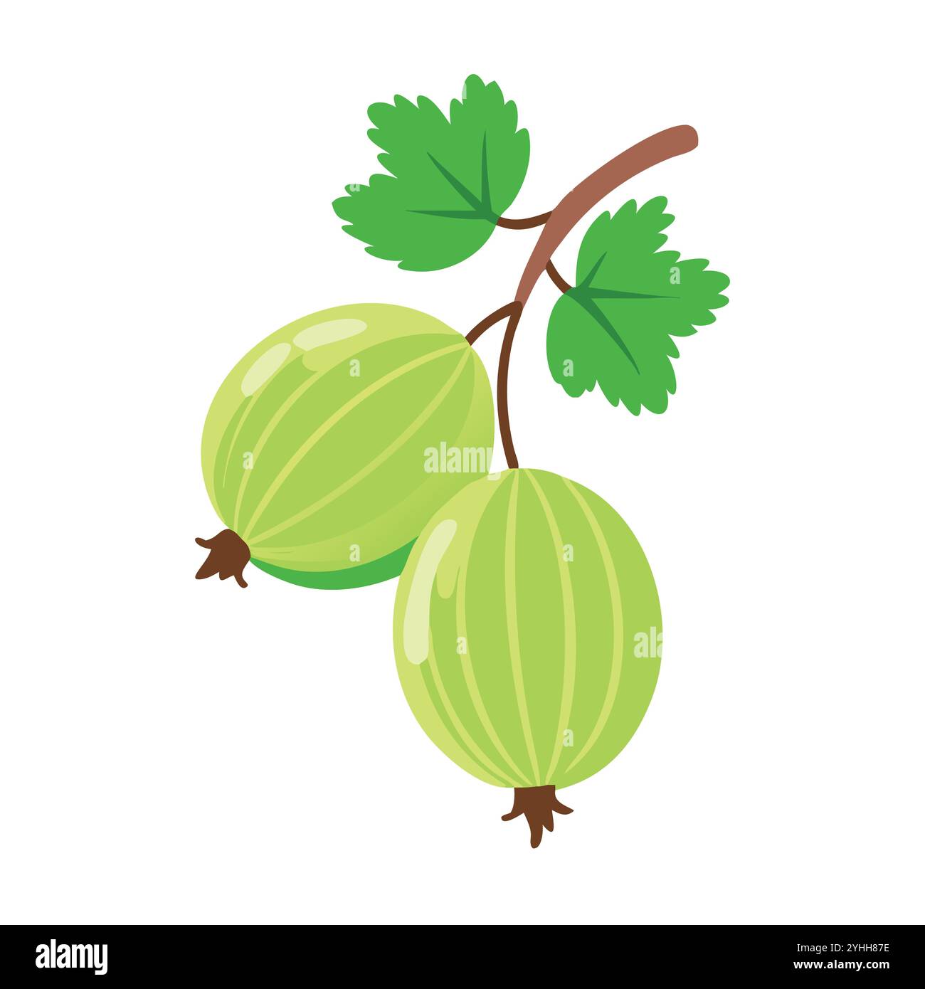 Gardening of gooseberry Stock Vector Images - Alamy
