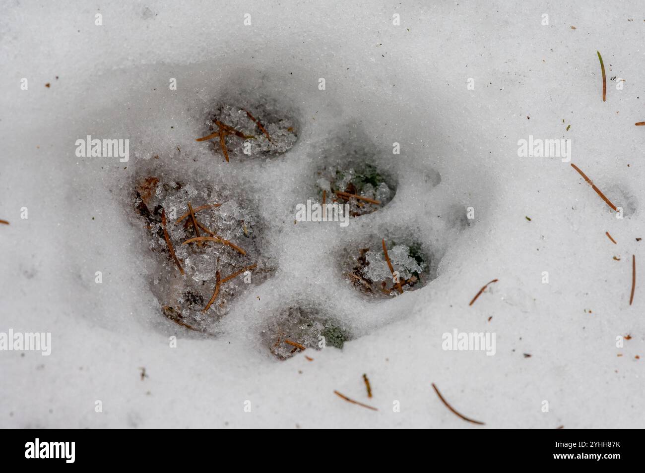 Lynx tracks in snow hi-res stock photography and images - Alamy