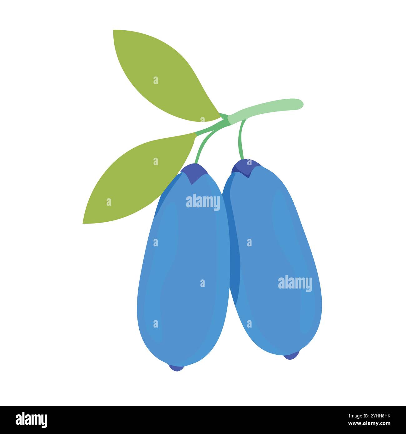 simple vector illustration of a fruit blue honeysuckle, in a simple and ...