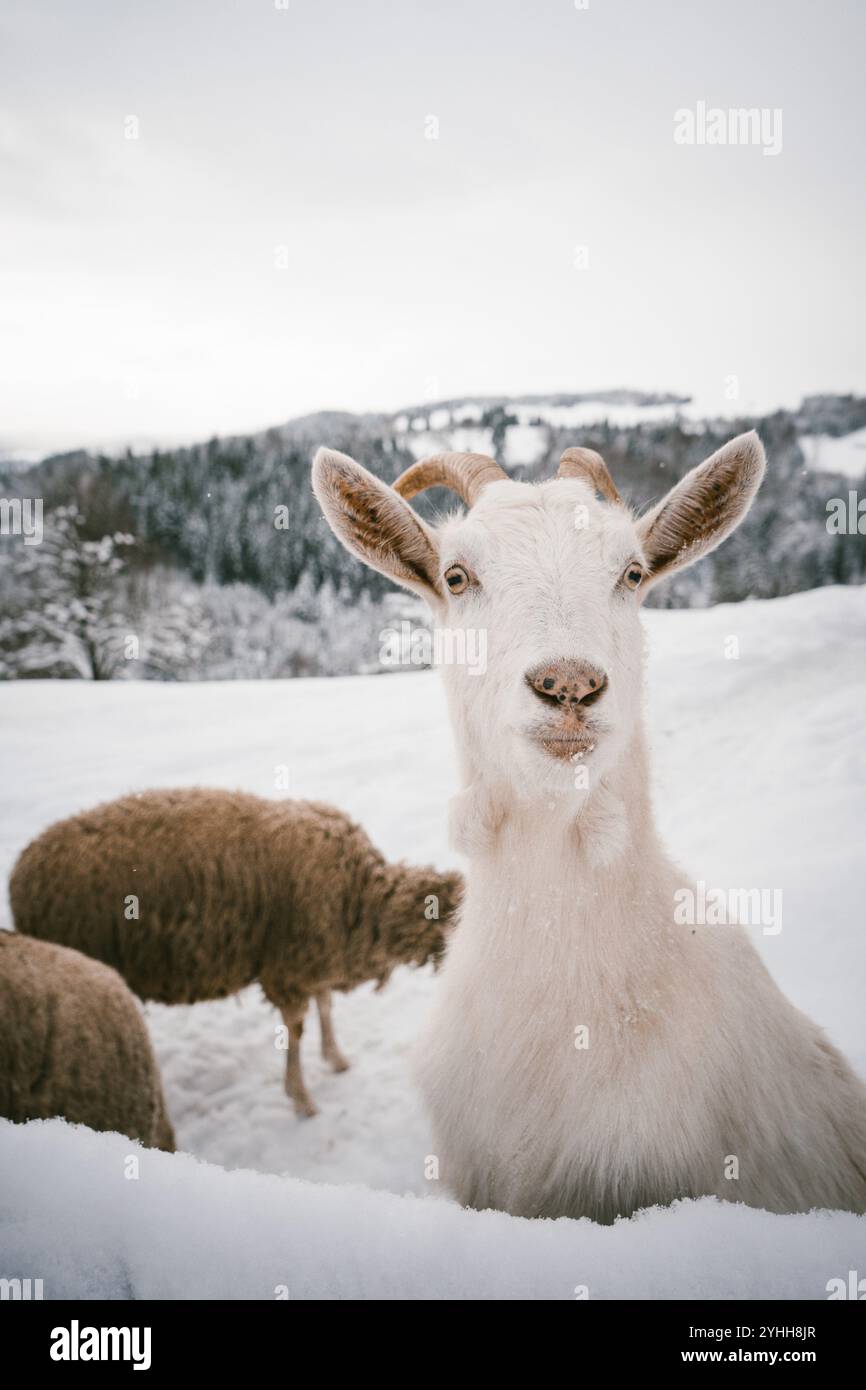 Curious Goat in Snowy Winter Stock Photo - Alamy