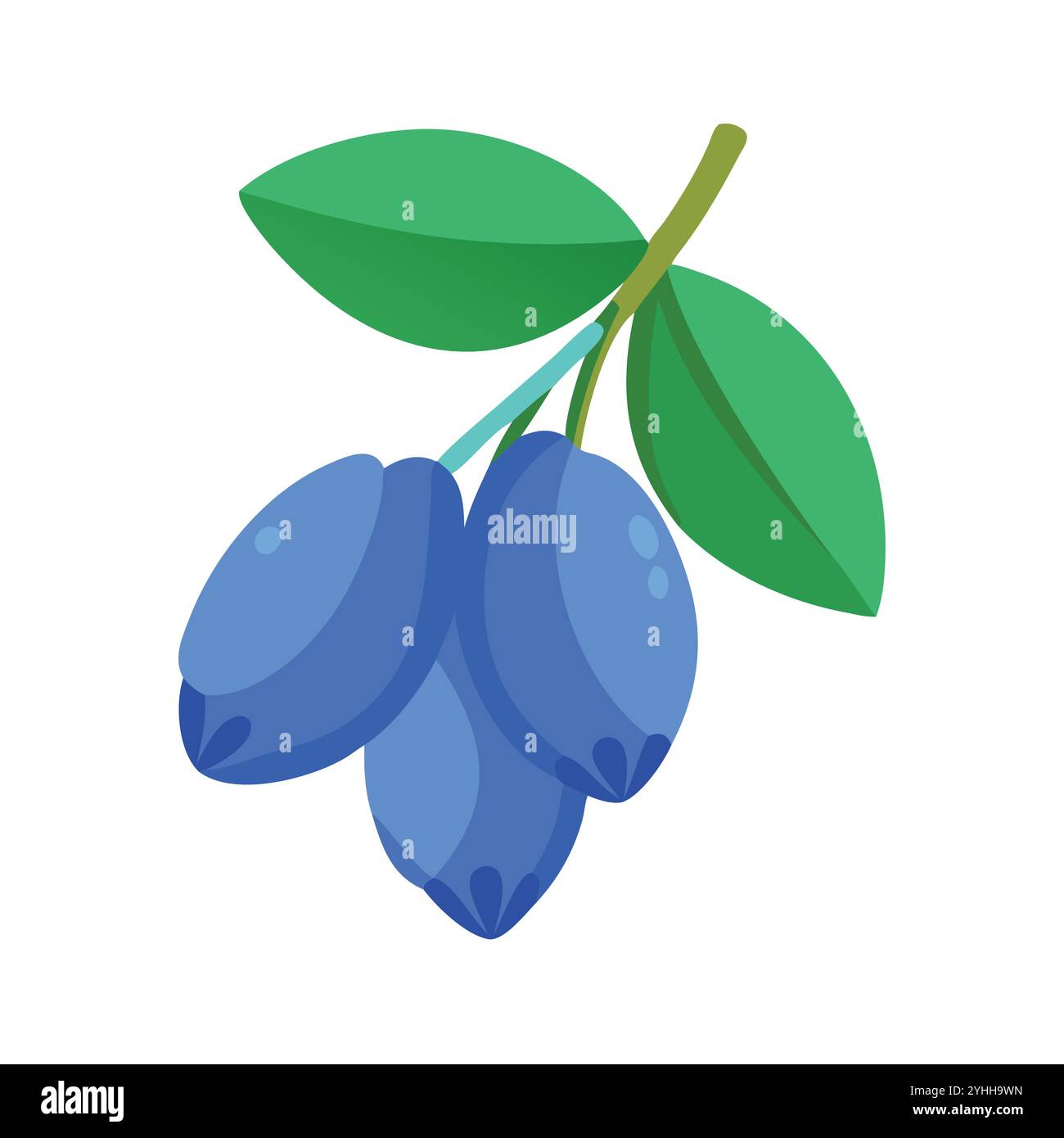 simple vector illustration of a fruit blue honeysuckle, in a simple and ...