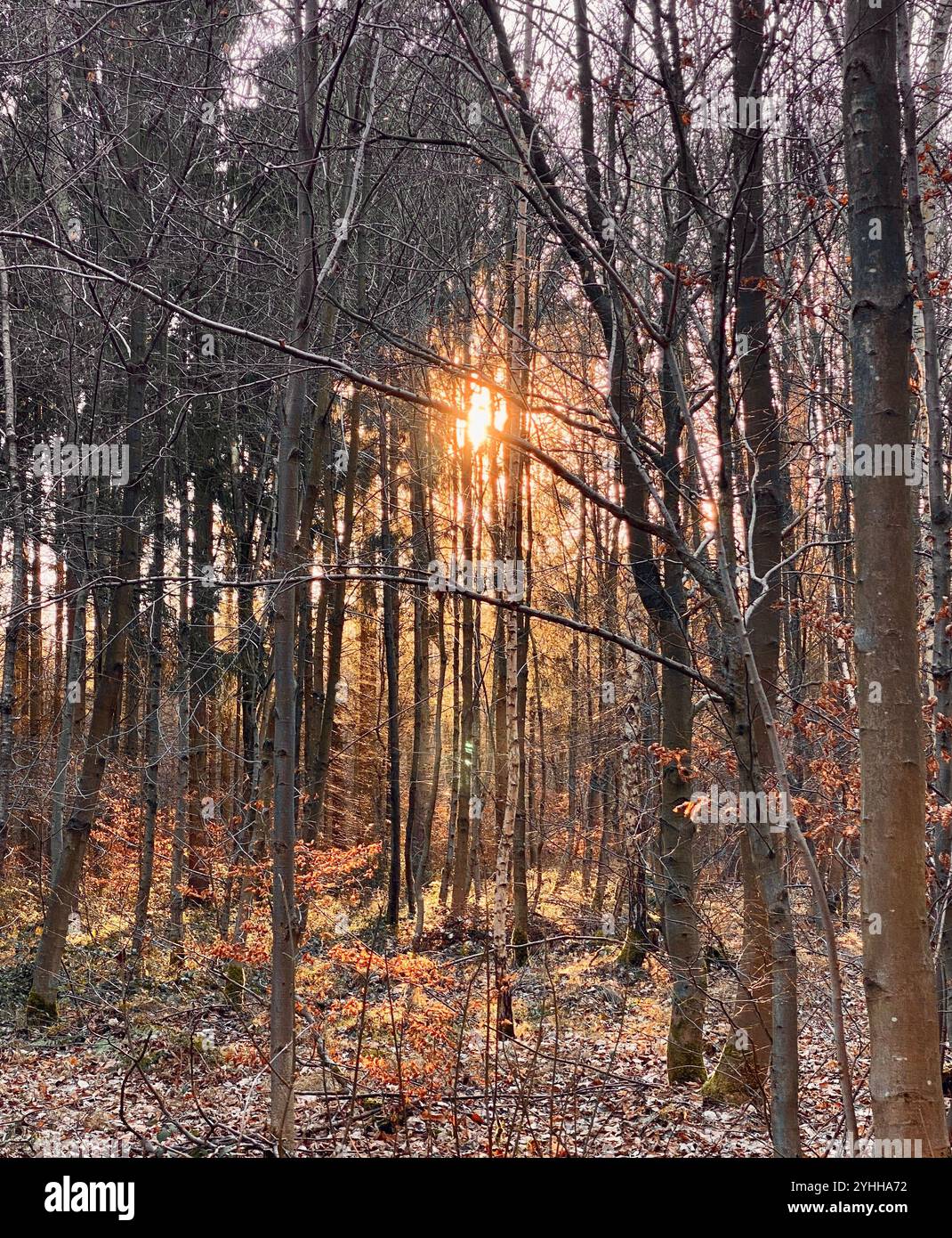 Forests in Germany Stock Photo - Alamy