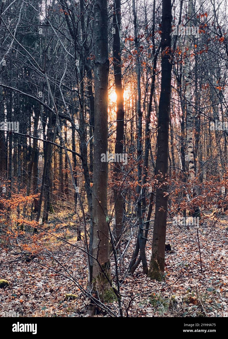 Forests in Germany Stock Photo - Alamy