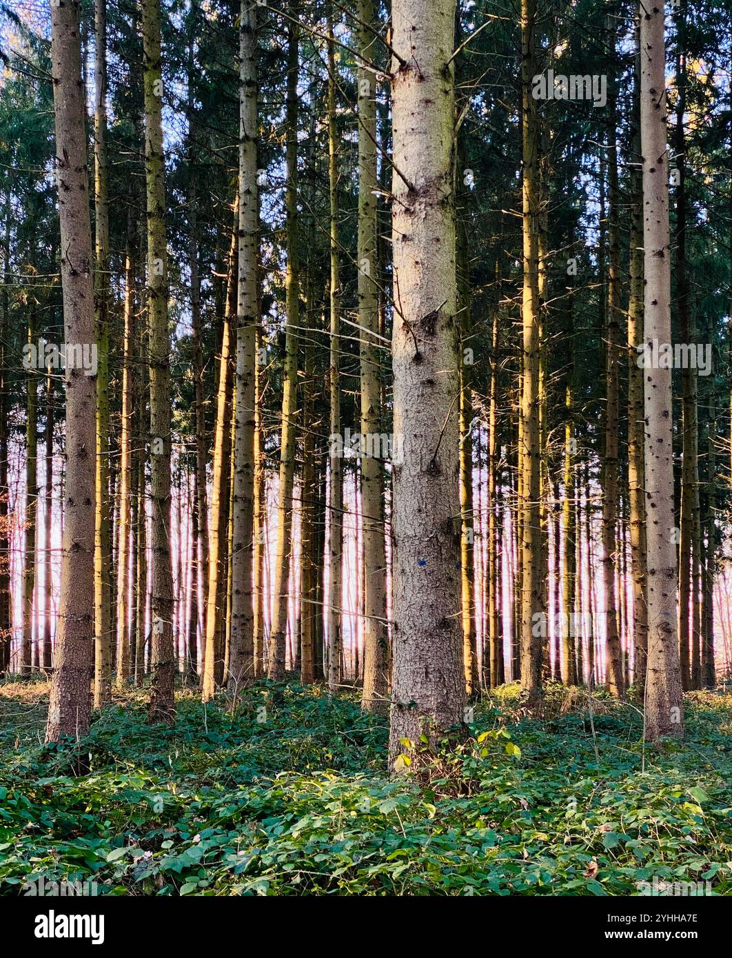 Forests in Germany Stock Photo - Alamy