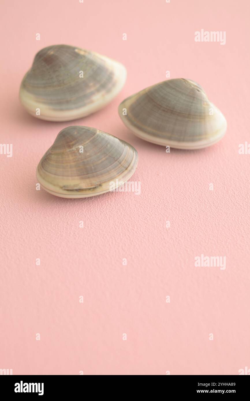 Hamaguri (hard clam Stock Photo - Alamy