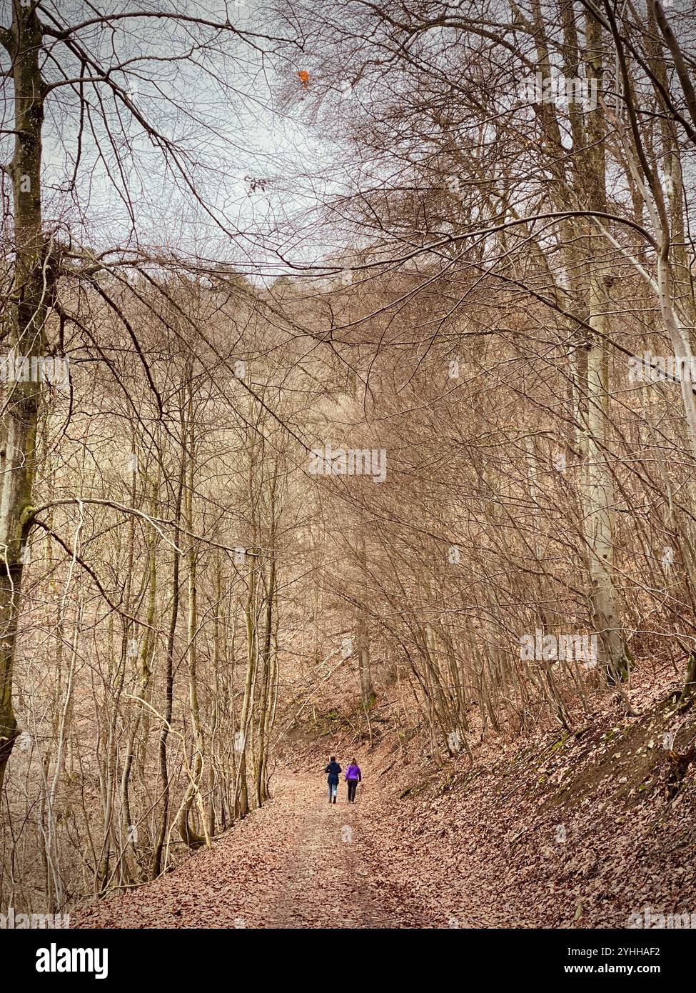 Hiking through forest in Germany Stock Photo - Alamy
