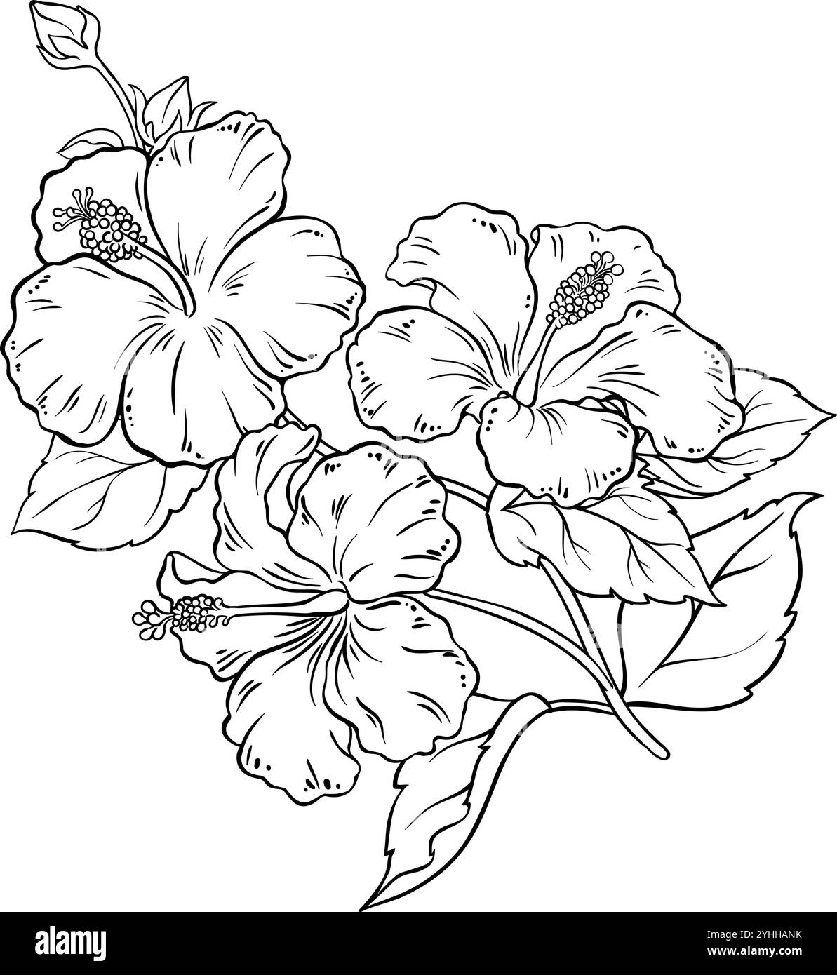 Hibiscus Branch with Flowers Outline Illustration Stock Vector Image ...