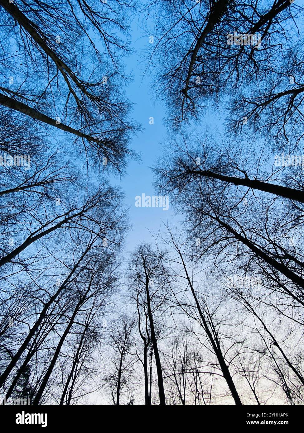 Forests in Germany Stock Photo - Alamy