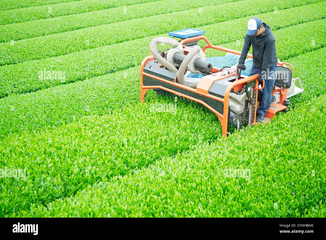 Harvesting tea leaves Stock Photo - Alamy