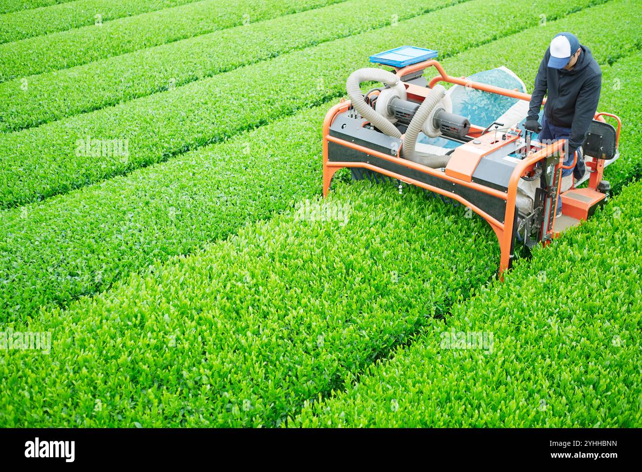 Harvesting tea leaves Stock Photo - Alamy