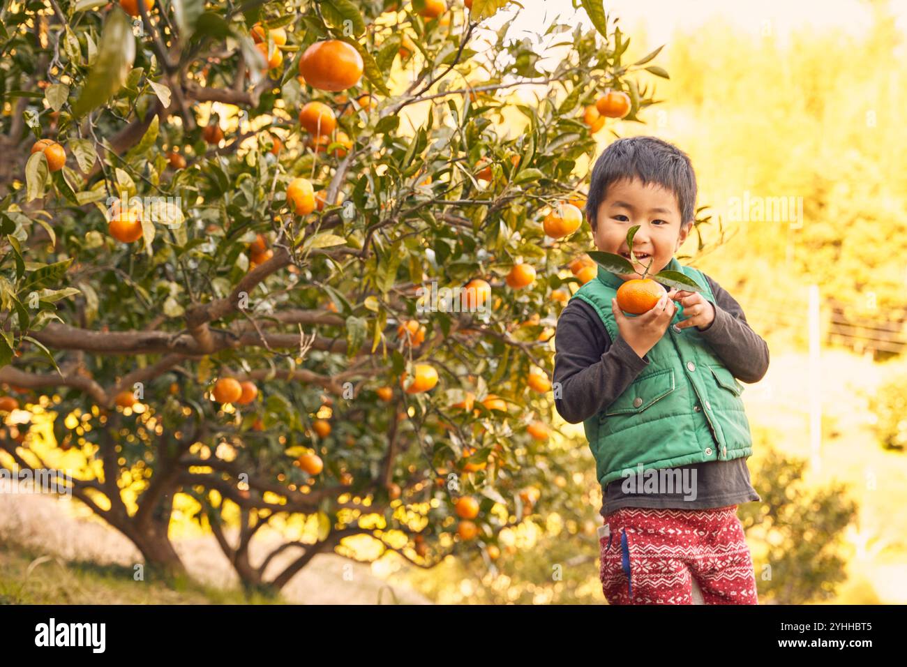 Boy with hazel tree Stock Photo - Alamy