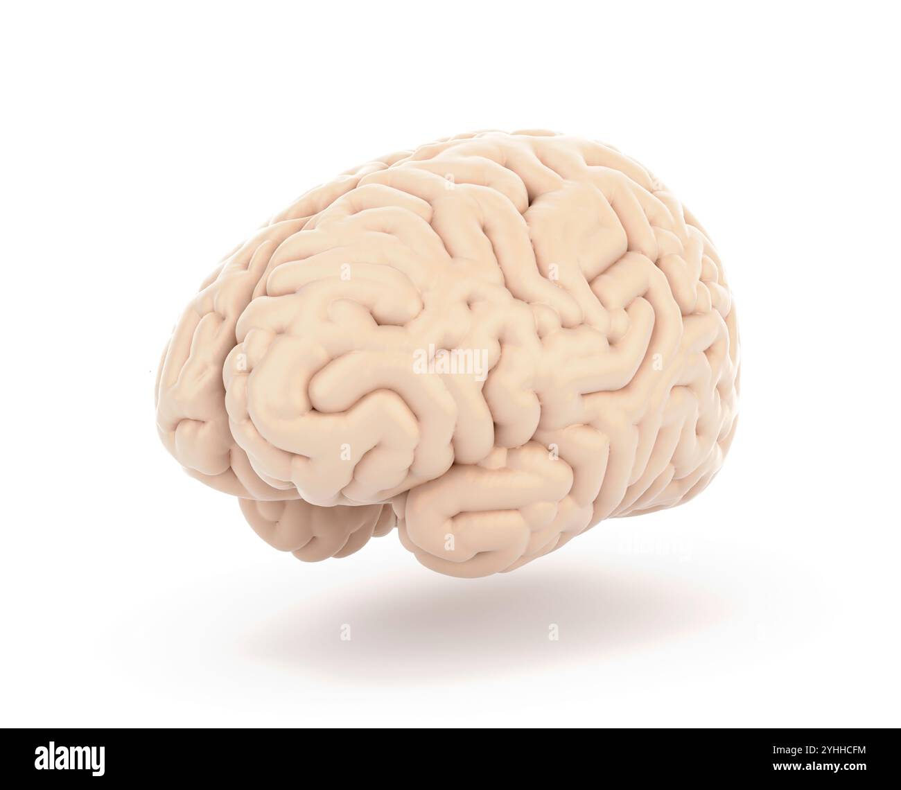White brain Cut Out Stock Images & Pictures - Alamy