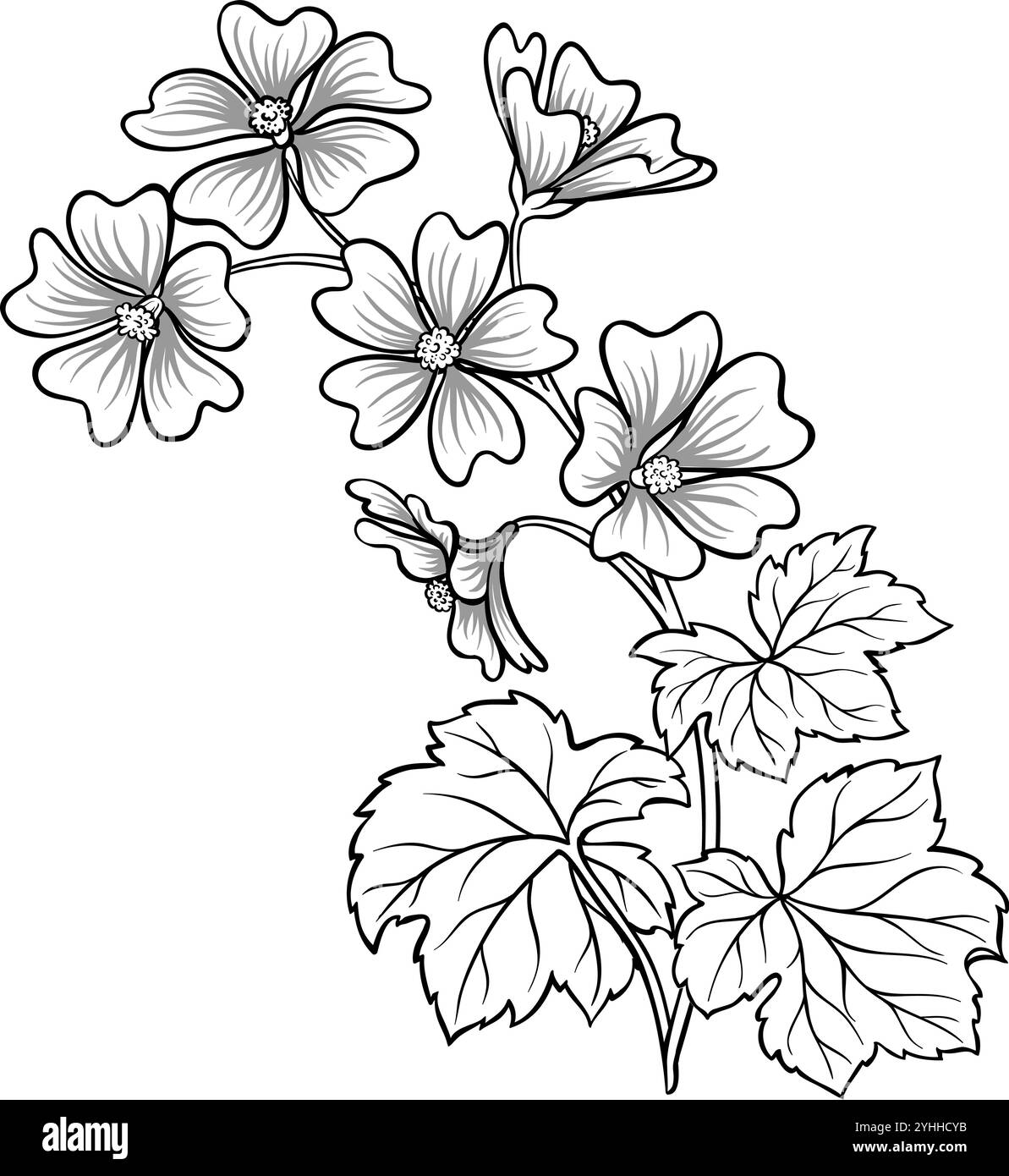 Malva Plant with Flowers Outline Illustration Stock Vector Image & Art ...