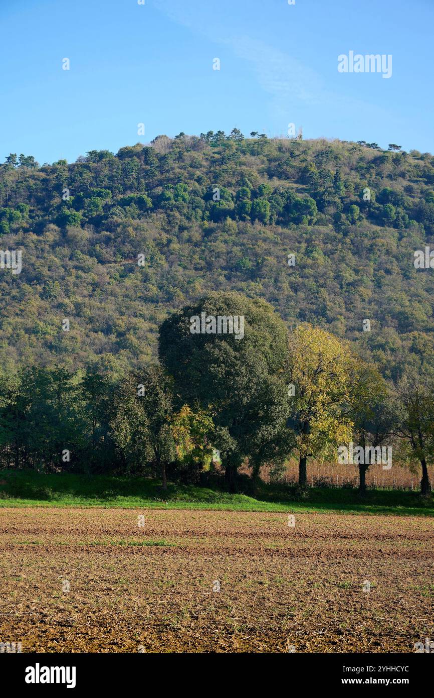 Cologne (Bs), Italy, plandscape with some trees with autumnal colours ...
