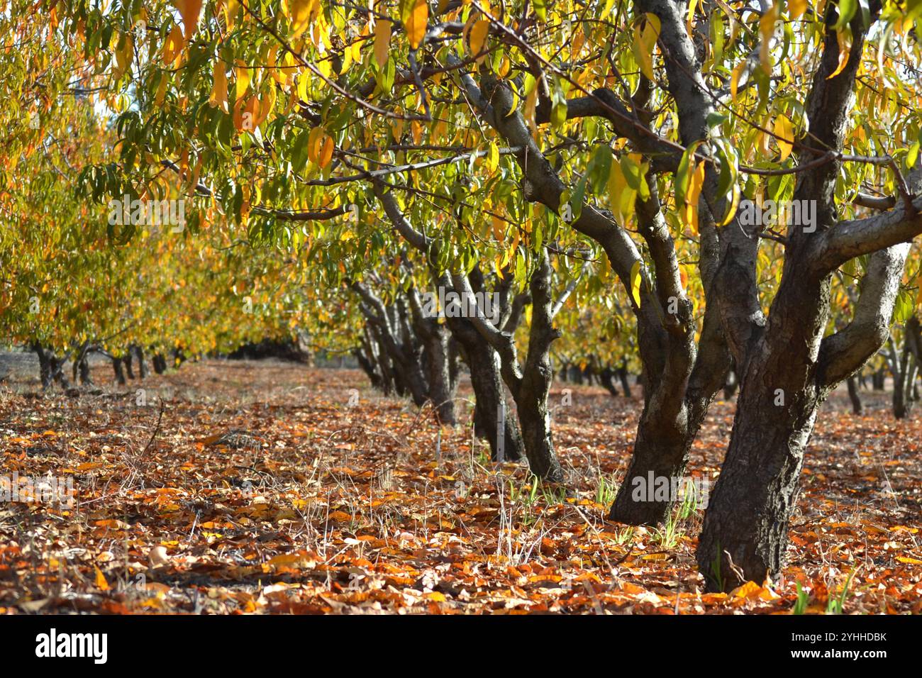 A row of peach trees from an orchard with their leaves turning yellow ...