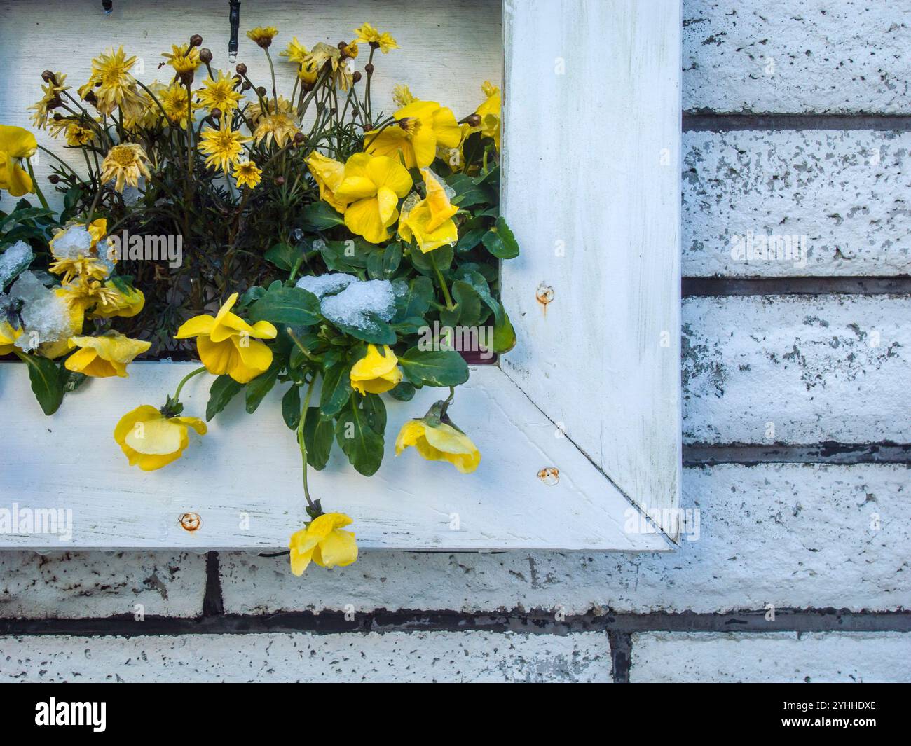 Botanical frame with snow remaining Stock Photo - Alamy