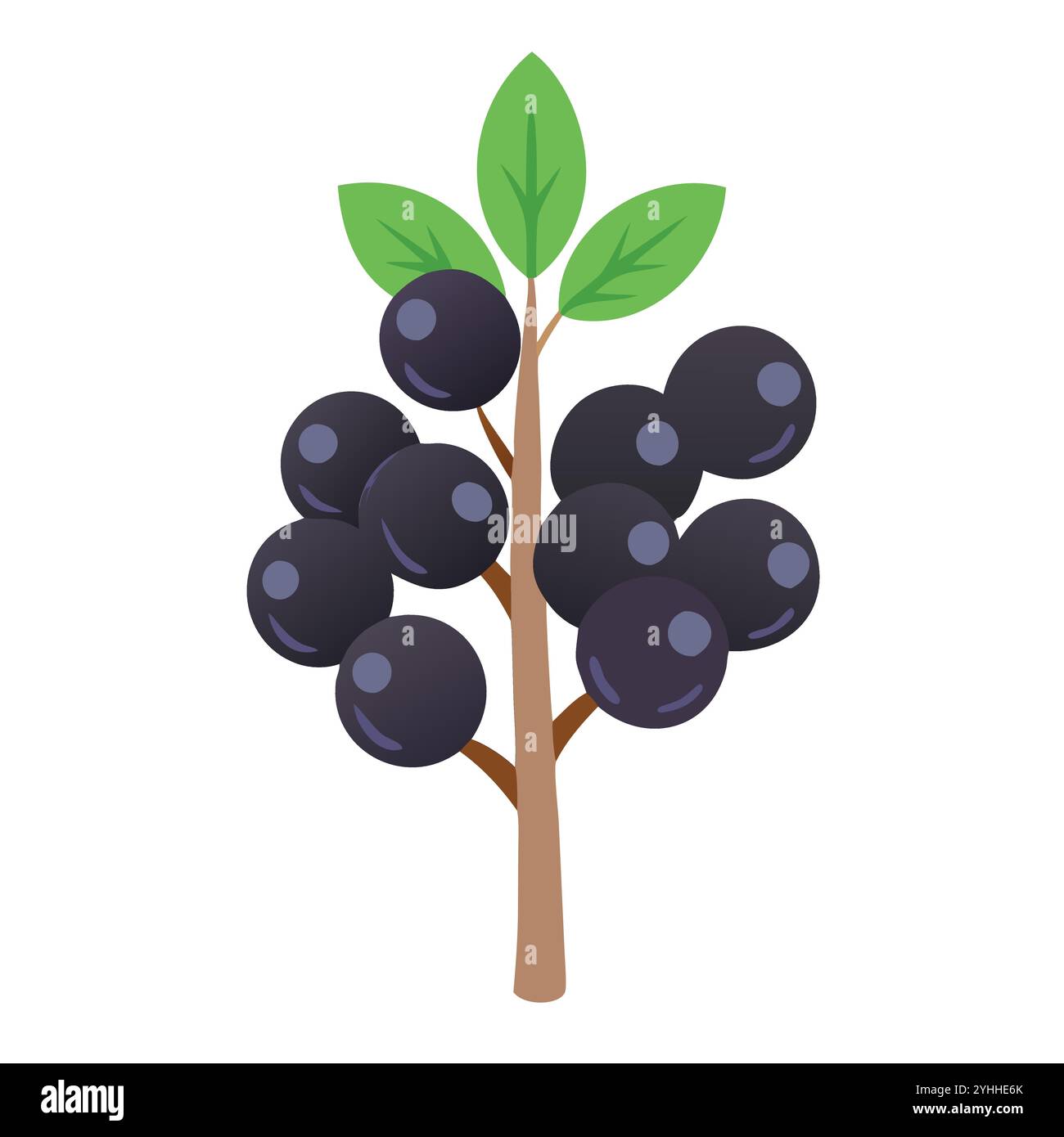 simple vector illustration of a jabuticaba, in a simple and clean style ...