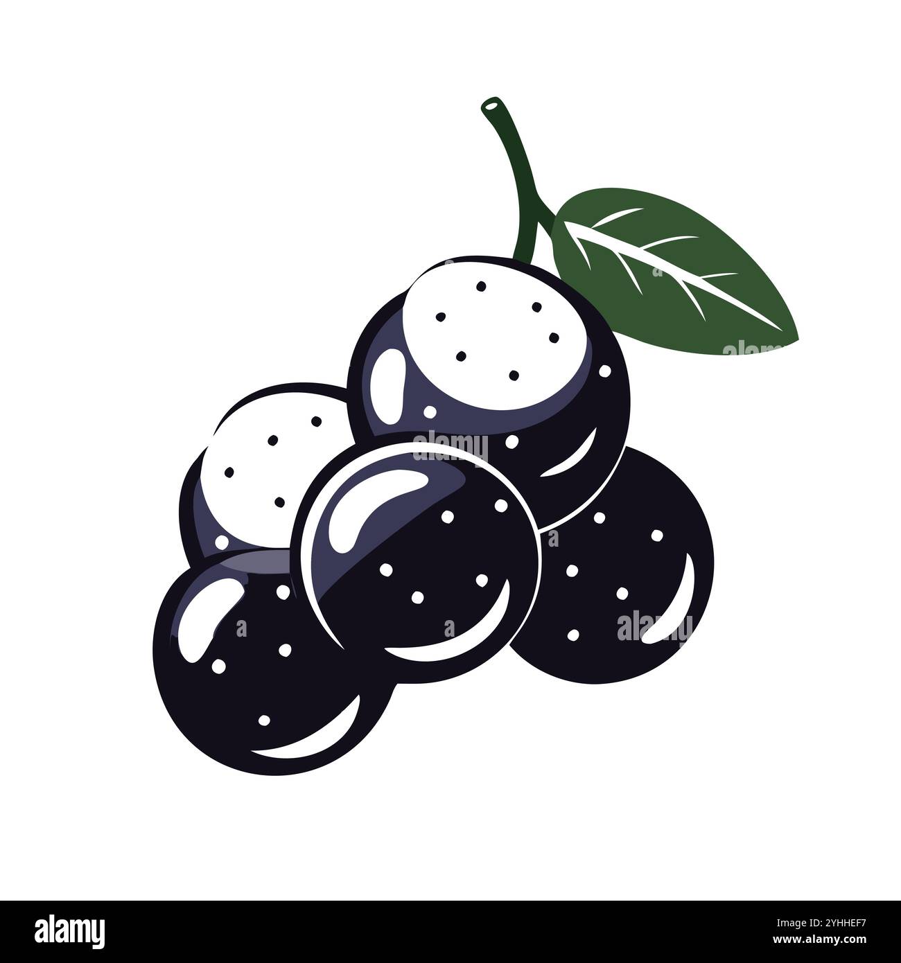Jabuticaba vector vectors hi-res stock photography and images - Alamy