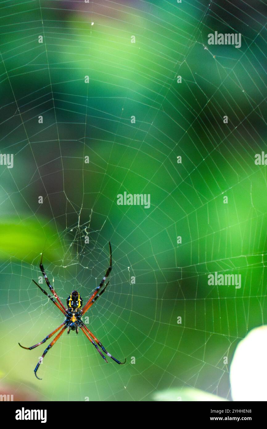 Colorful spider weaving intricate web in lush green environment during ...