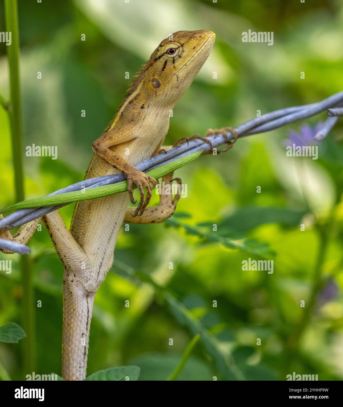 Tropical lizard species hi-res stock photography and images - Alamy