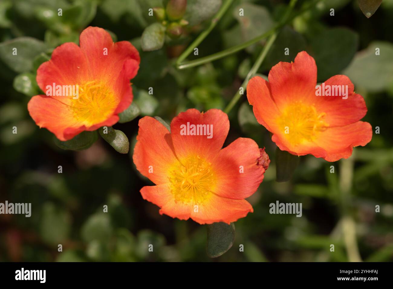 Vibrant composition of flowers hi-res stock photography and images - Alamy