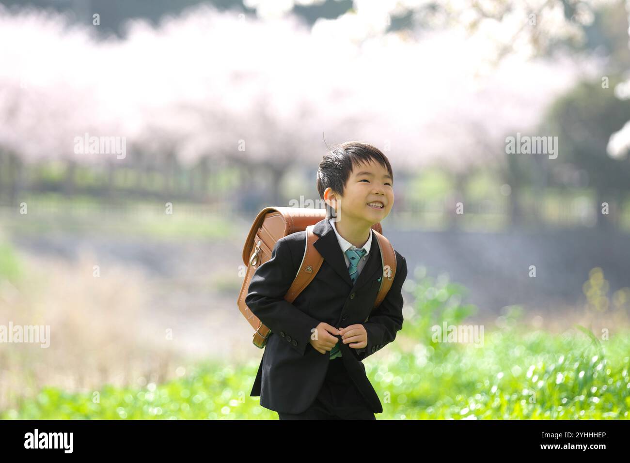 Cherry blossom tree and first grade boy Stock Photo - Alamy