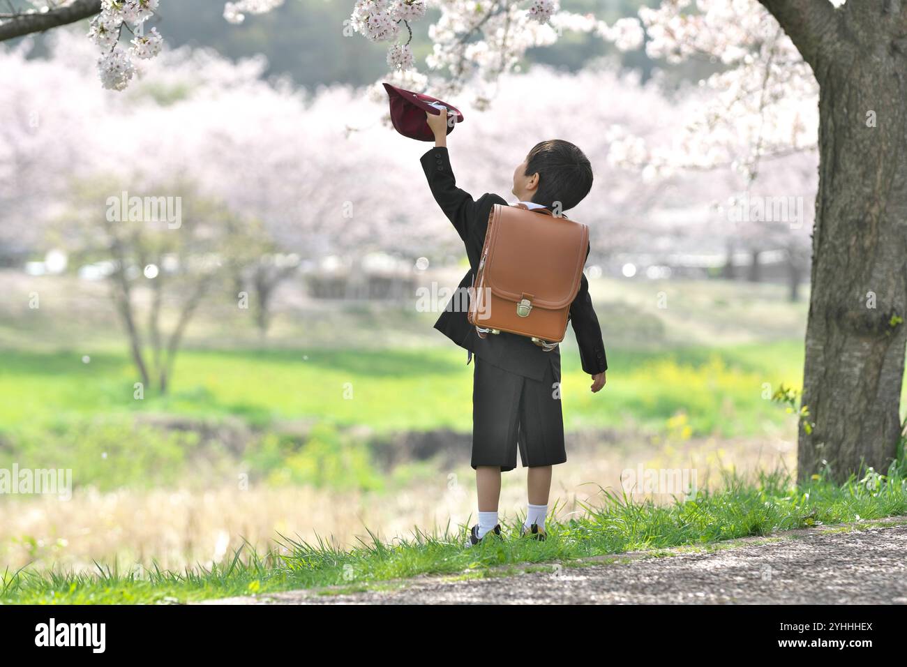 First-grader boy under cherry blossom tree Stock Photo - Alamy
