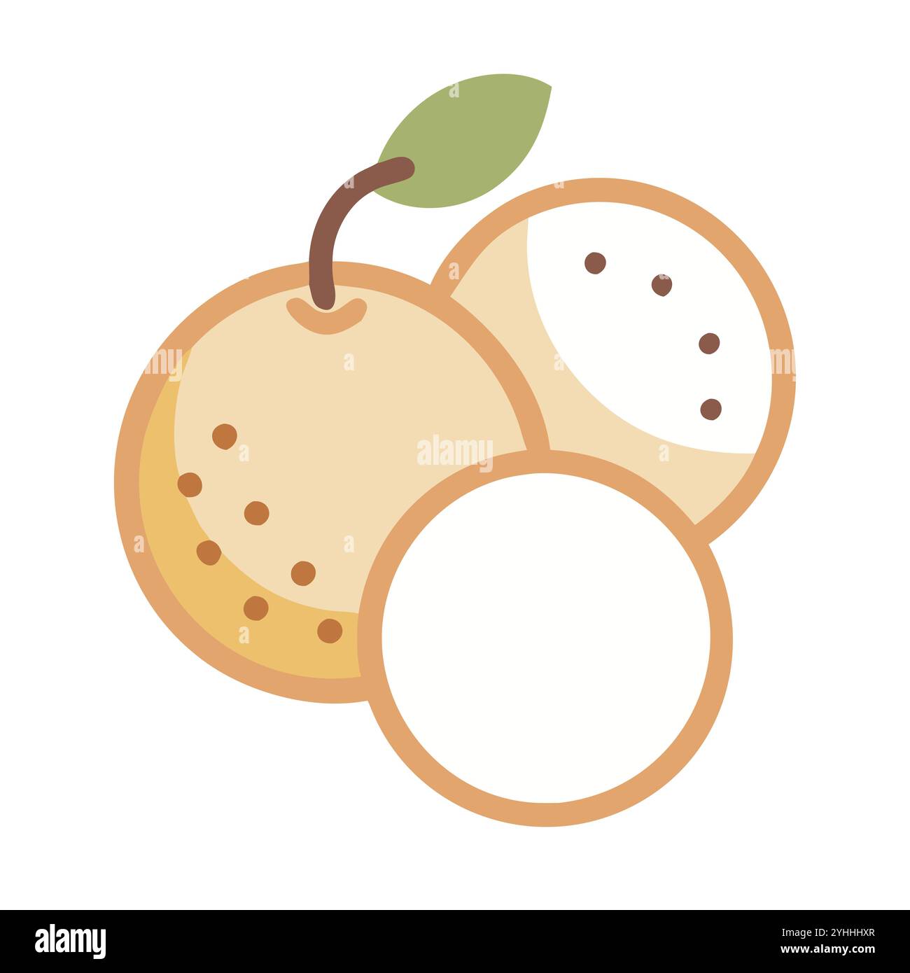 simple vector illustration of a longan, in a simple and clean style ...