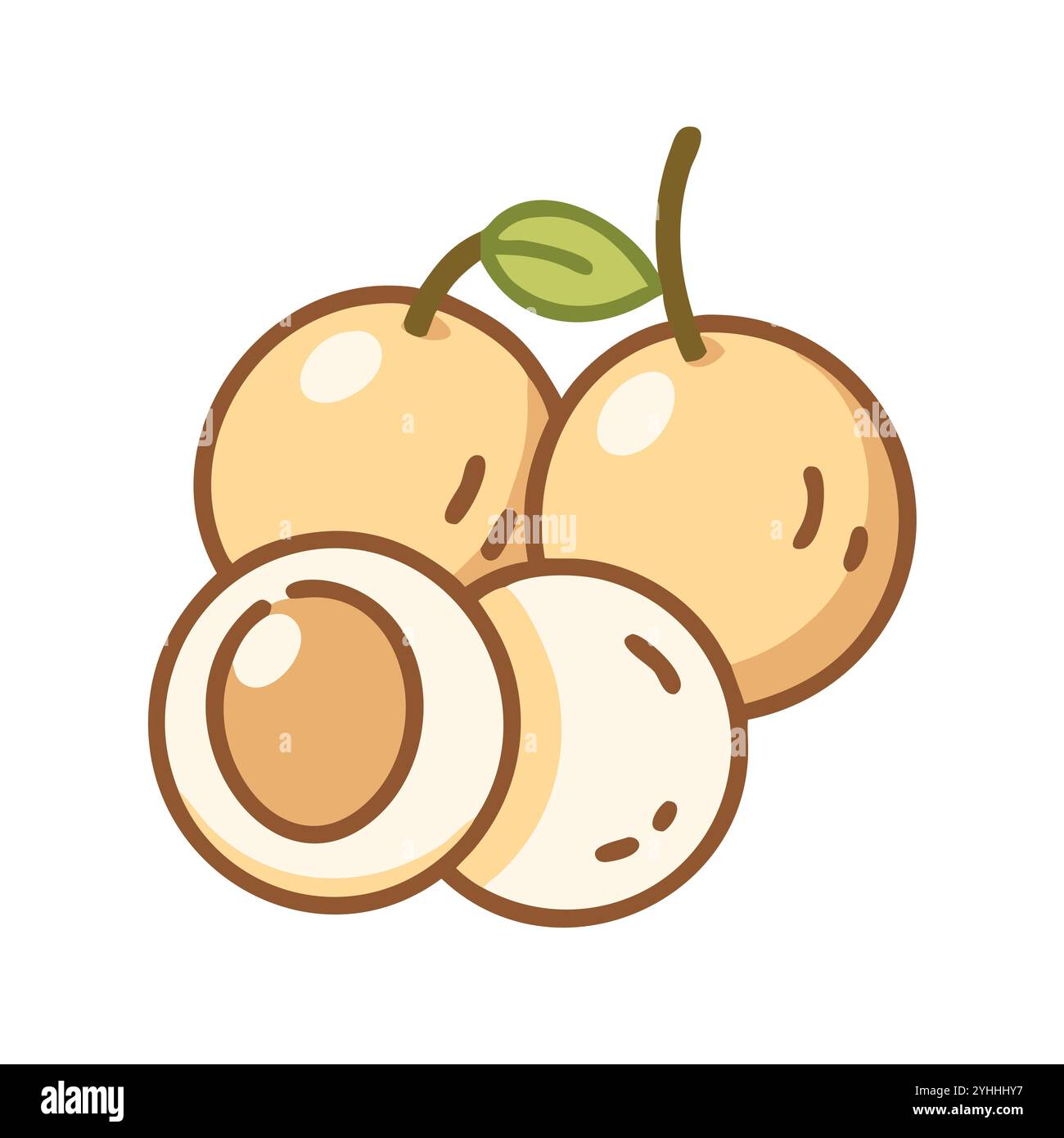 simple vector illustration of a longan, in a simple and clean style ...