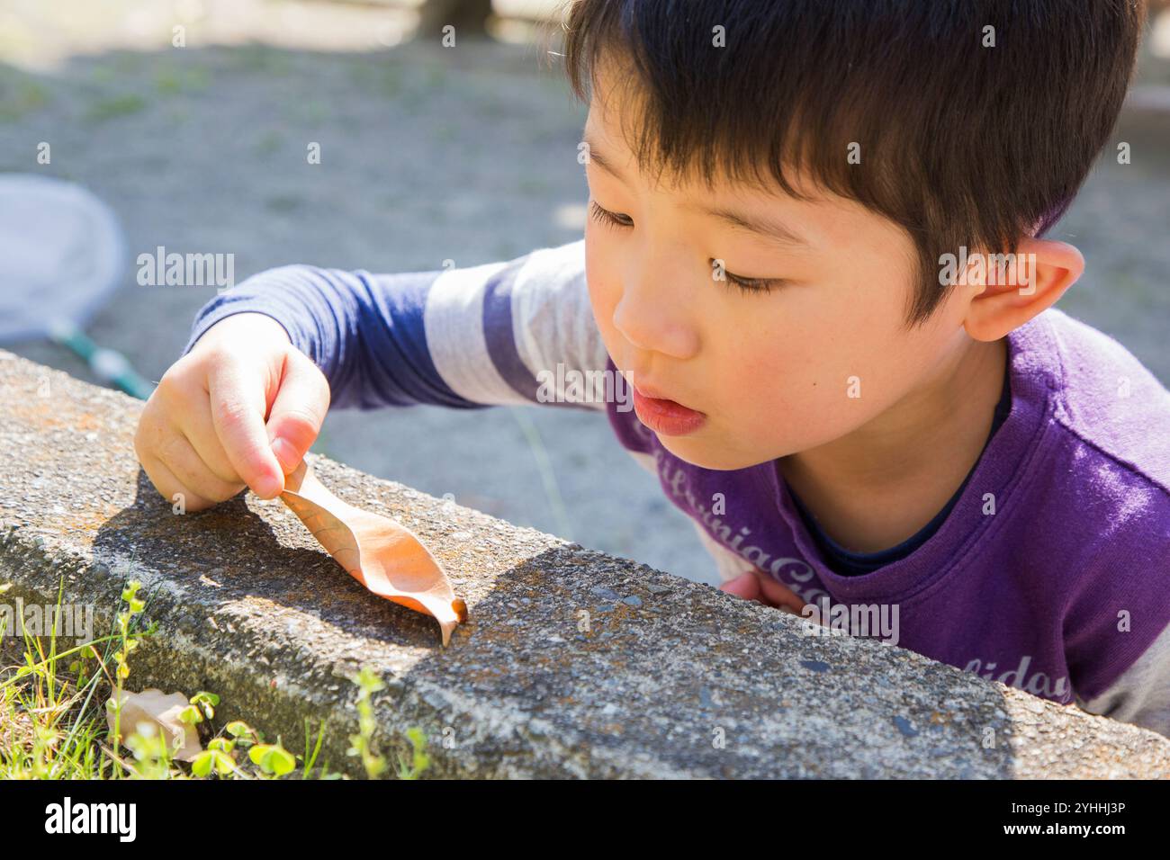 Boy catching insects with leaves Stock Photo - Alamy