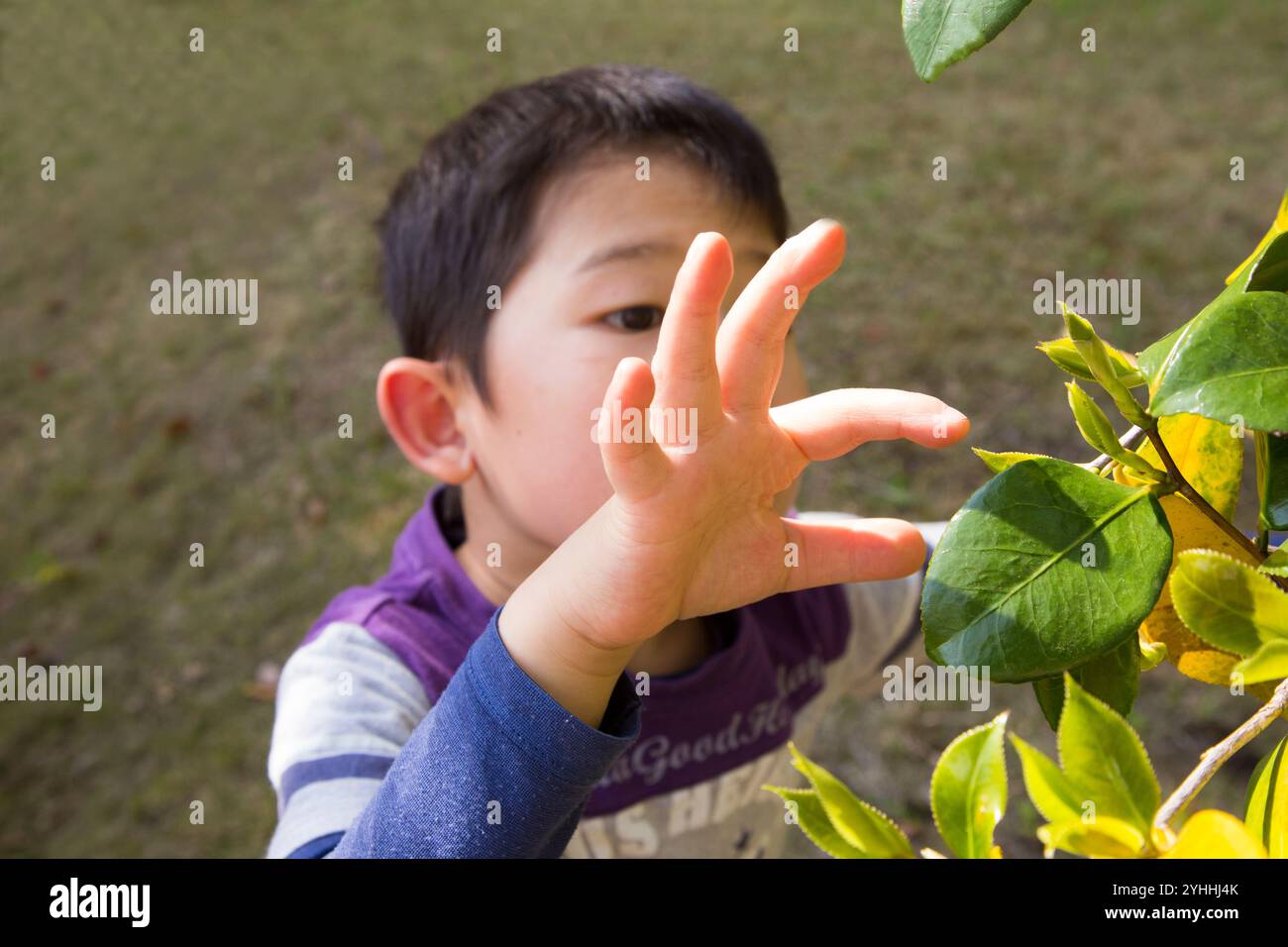 Boy looking for insects in leaf Stock Photo - Alamy