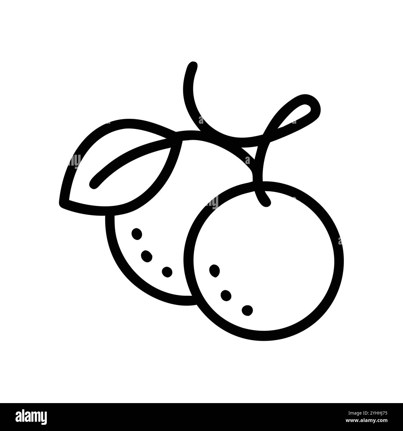simple vector illustration of a longan, in a simple and clean style ...