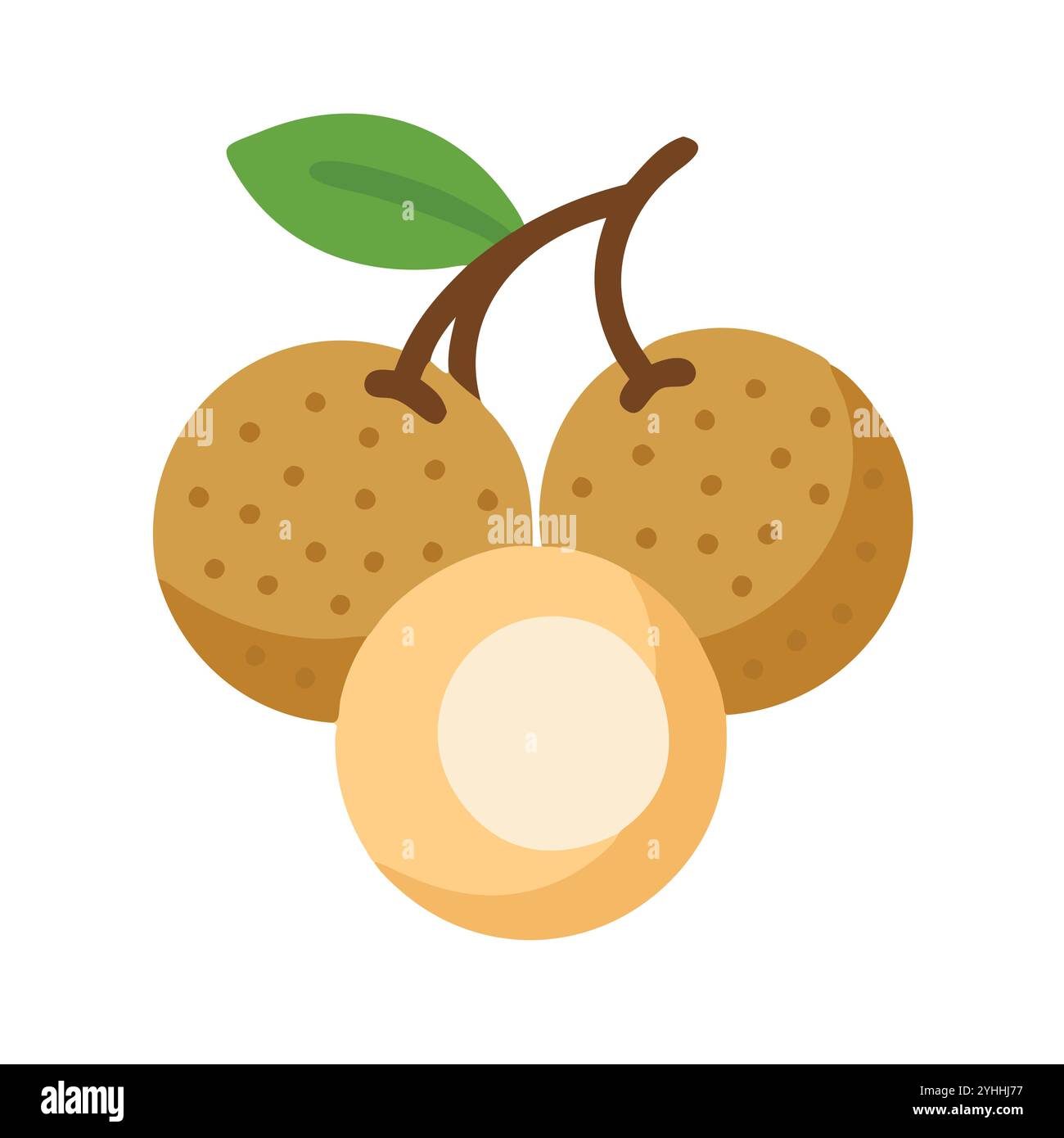 simple vector illustration of a longan, in a simple and clean style ...