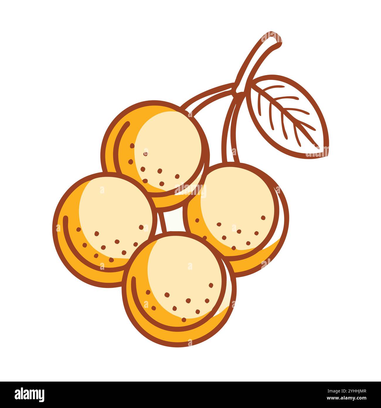 simple vector illustration of a longan, in a simple and clean style ...