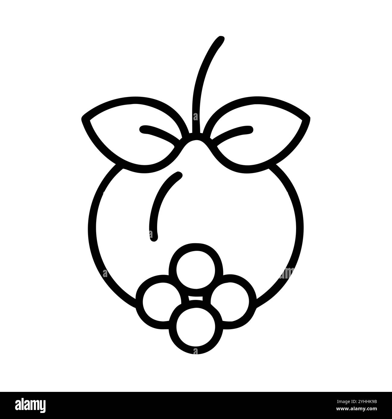 simple vector illustration of a loquat, in a simple and clean style ...