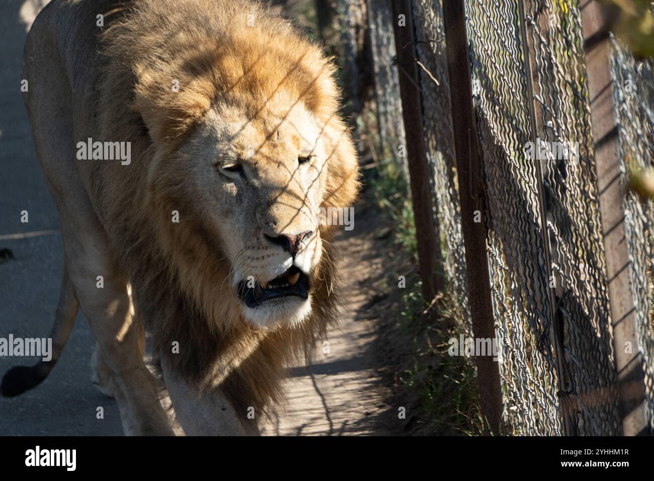 Lion Enclosure Fence Zoo - A majestic lion walks near a fence in a zoo ...