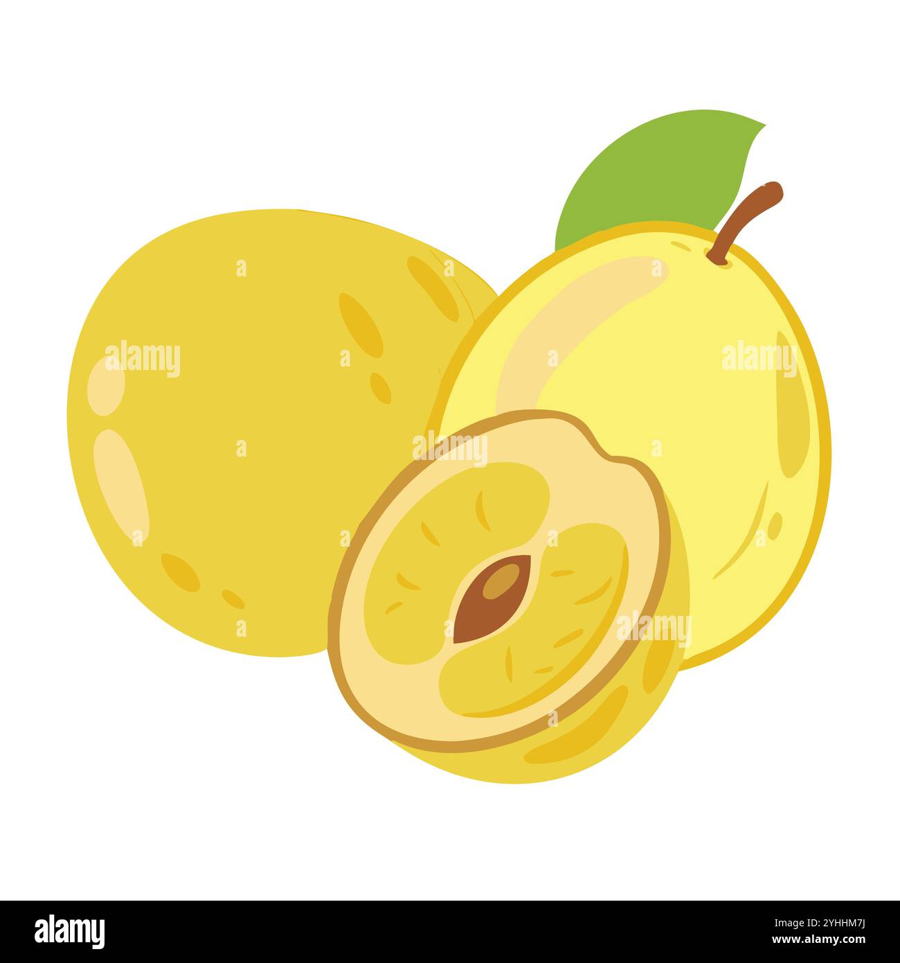 simple vector illustration of a marula, in a simple and clean style ...