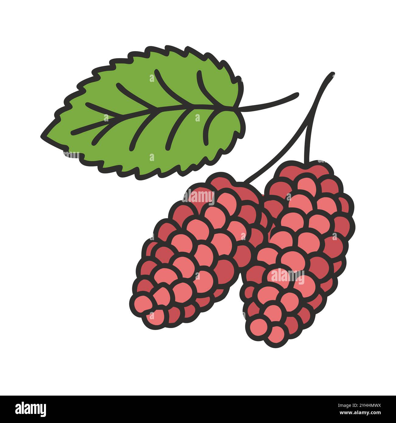 simple vector illustration of a mulberry, in a simple and clean style ...