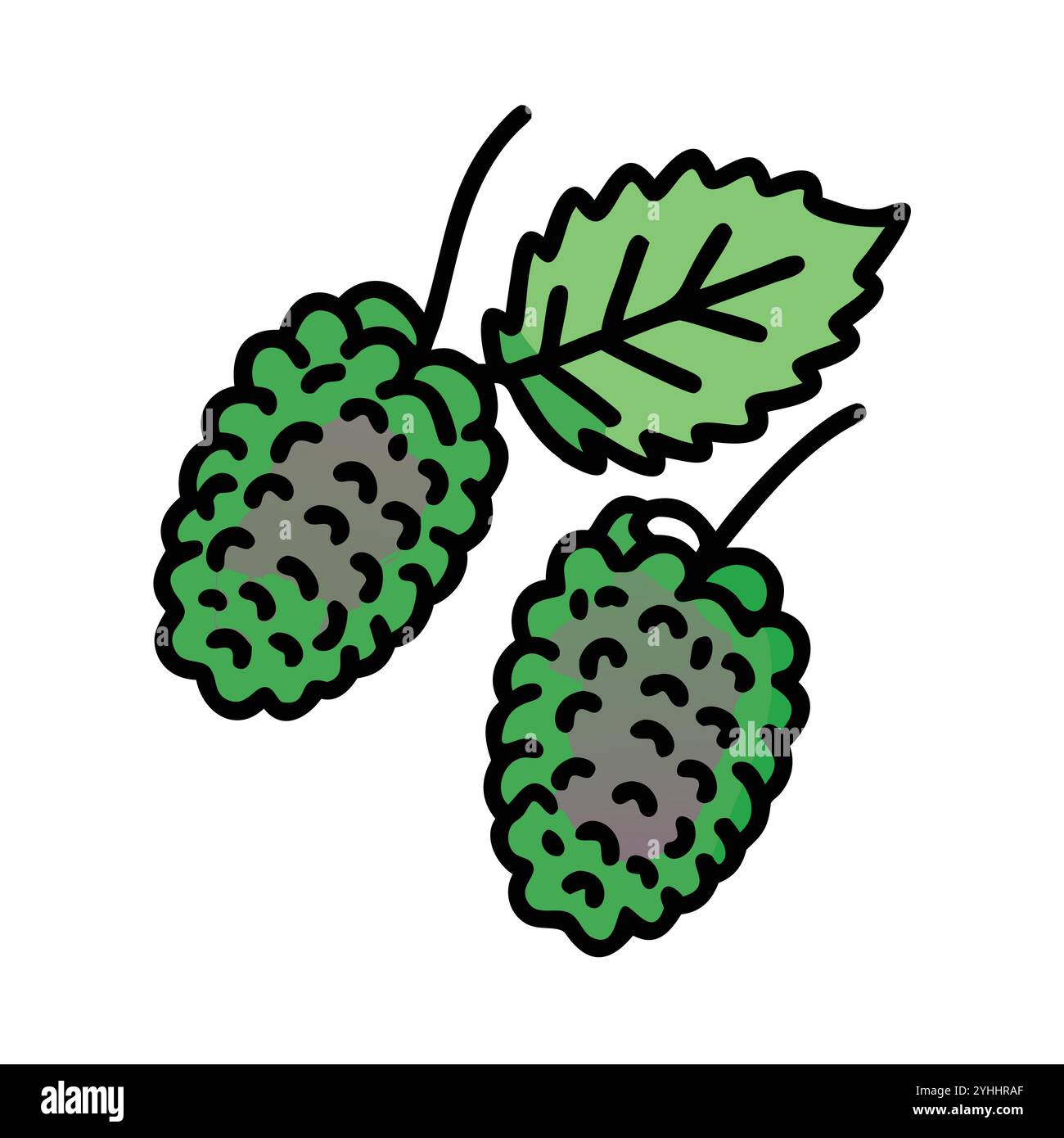 simple vector illustration of a mulberry, in a simple and clean style ...