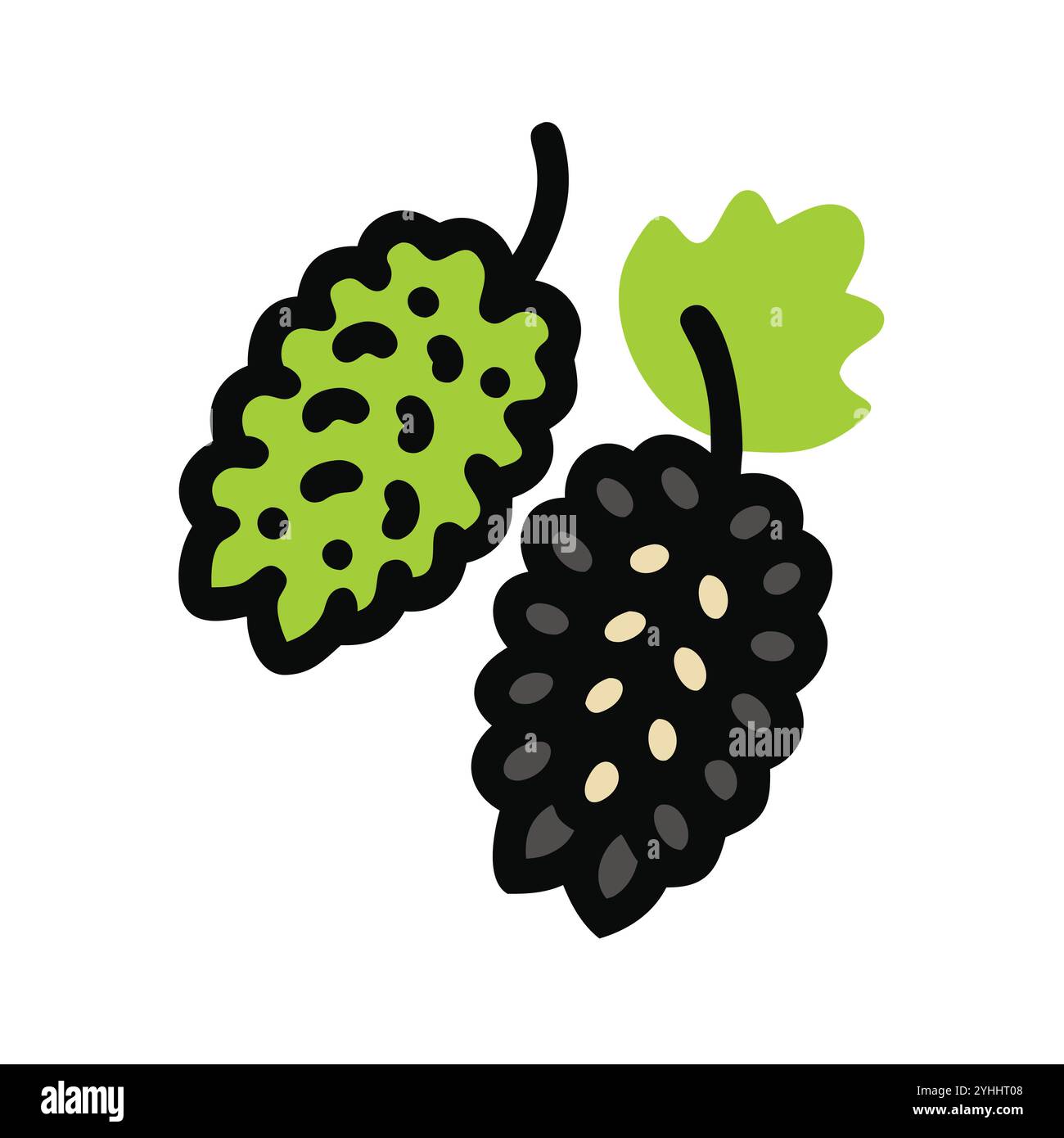 simple vector illustration of a mulberry, in a simple and clean style ...