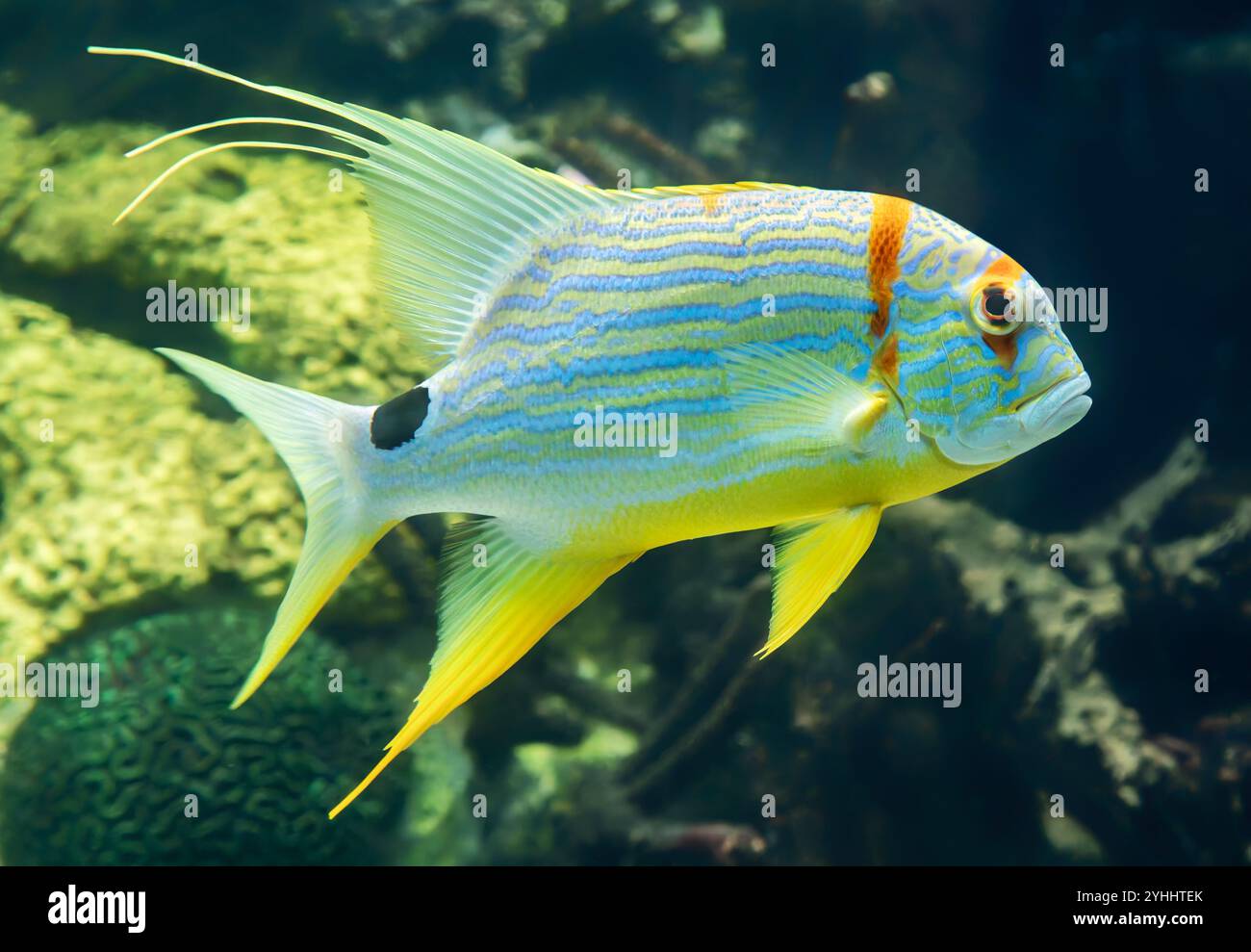 Close-up view of a Sailfin snapper (Symphorichthys spilurus Stock Photo ...