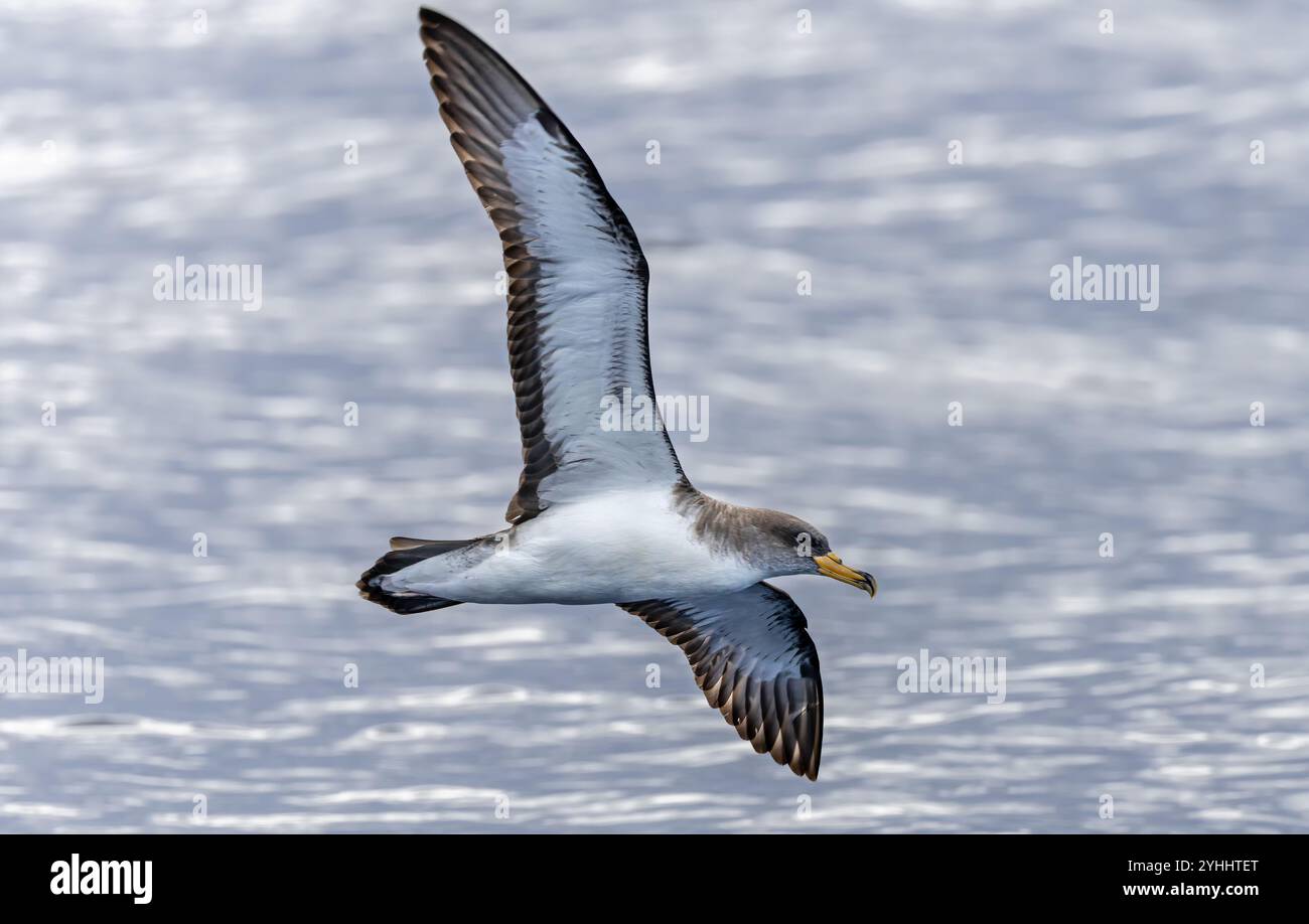 Flying Cory's shearwater (Calonectris diomedea) near Azores island Sao ...