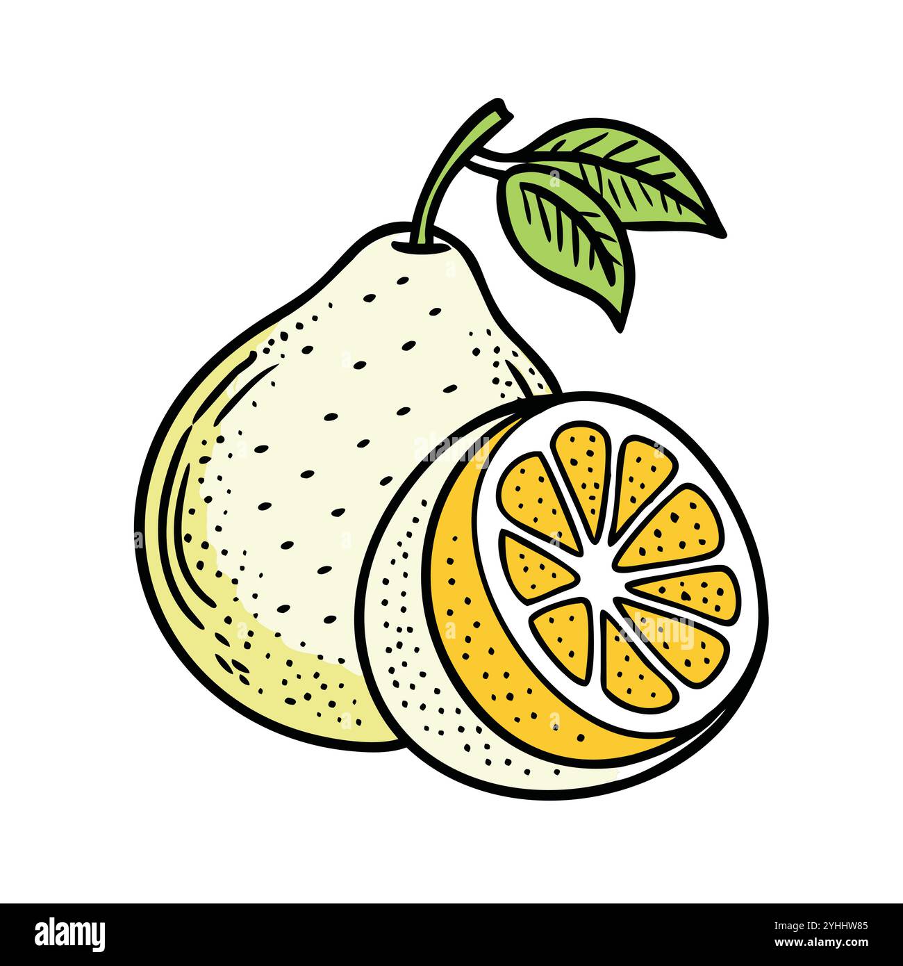 simple vector illustration of a pomelo, in a simple and clean style ...