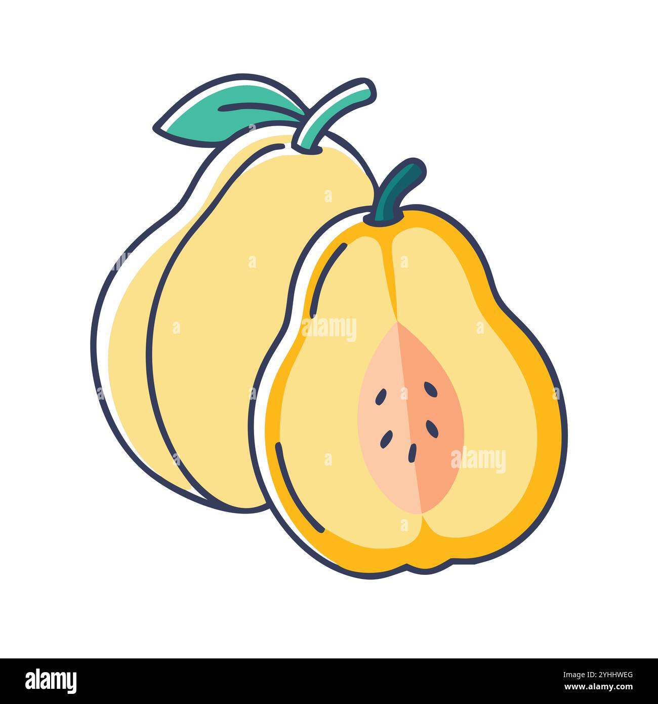 simple vector illustration of a quince, in a simple and clean style ...