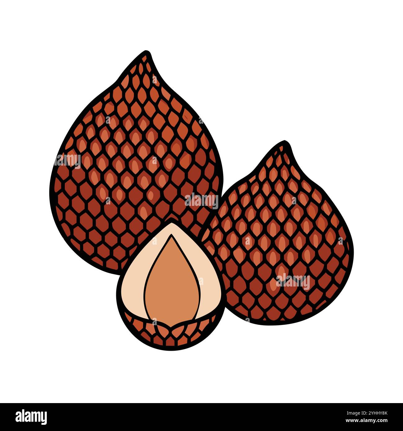 simple vector illustration of a salak snake fruit , in a simple and ...